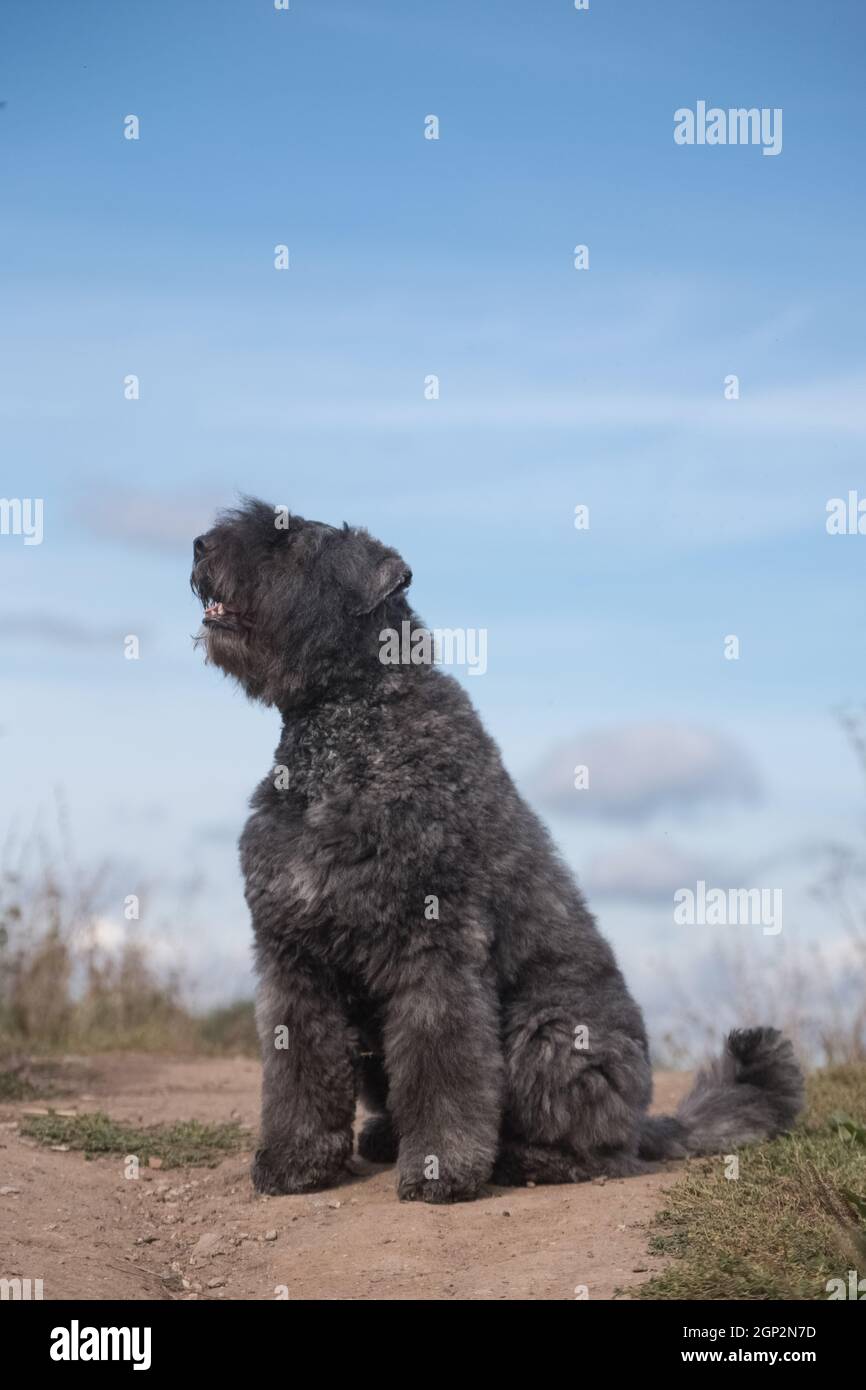 Gray-blue shaggy fluffy curly dog of the breed Flanders Bouvier breed ...