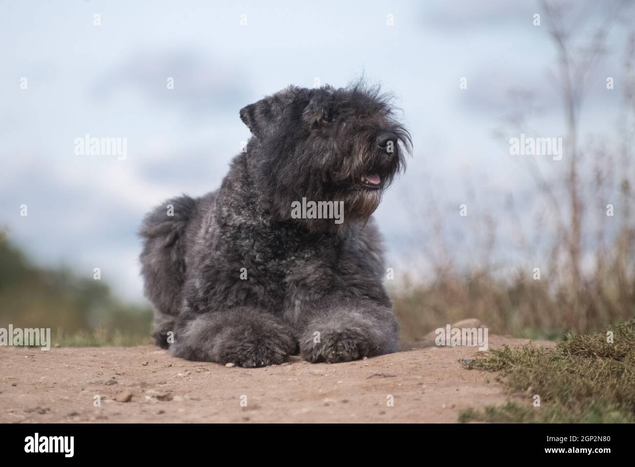 Gray-blue shaggy fluffy curly dog of the breed Flanders Bouvier breed ...