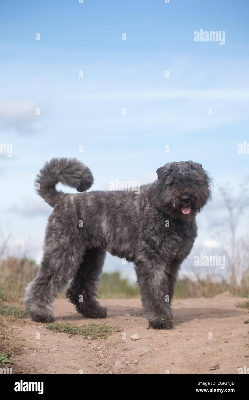 A gray-blue shaggy fluffy curly dog of the breed Flanders Bouvier ...
