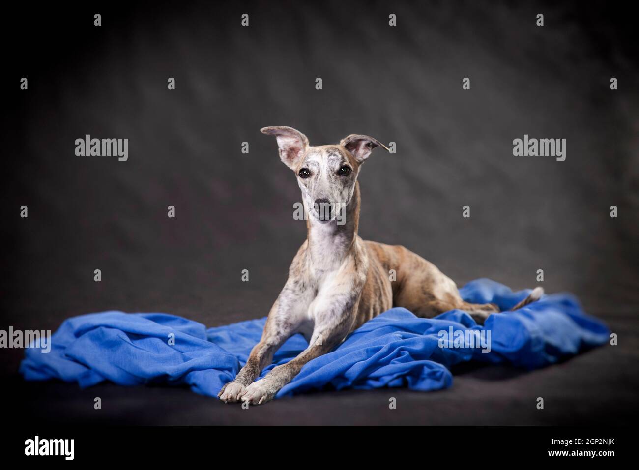 light-brindle very beautiful fawn dog of breed Whippet lies on a blue ...