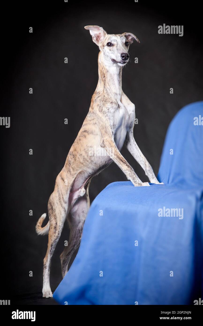 light-brindle very beautiful fawn dog of breed Whippet stands, leaning ...
