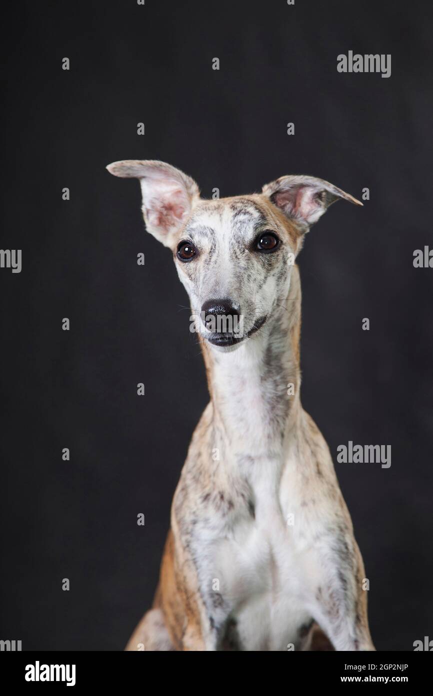 Tiger with fawn hi-res stock photography and images - Alamy