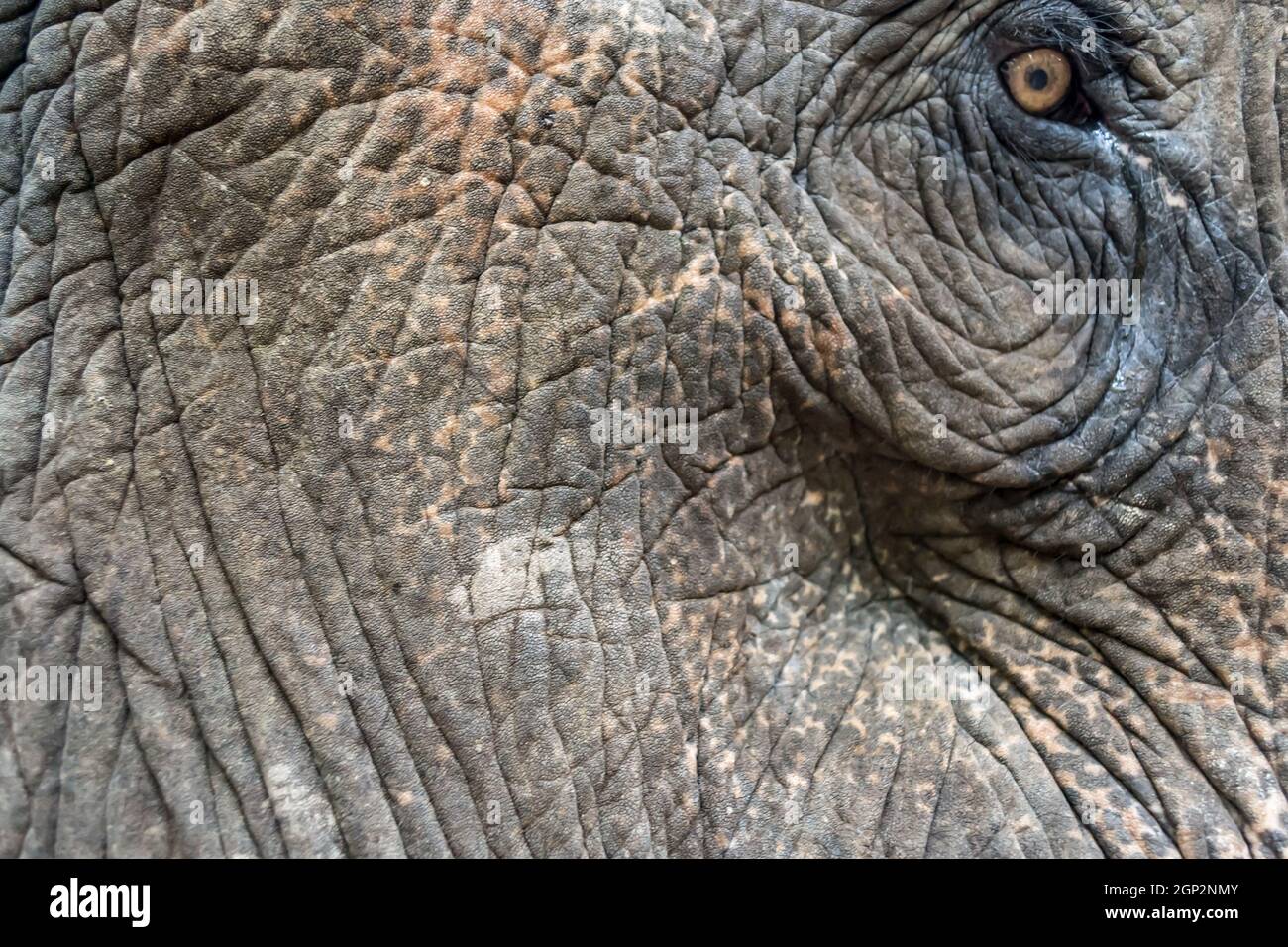 Extreme close-up of elephant skin, head, and eye. Animal wildlife Stock ...