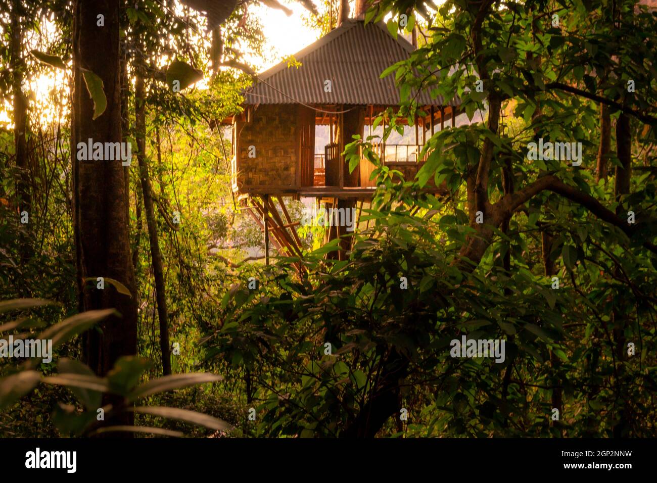 Sunset picture of a wooden tree house in the jungle and tropical ...