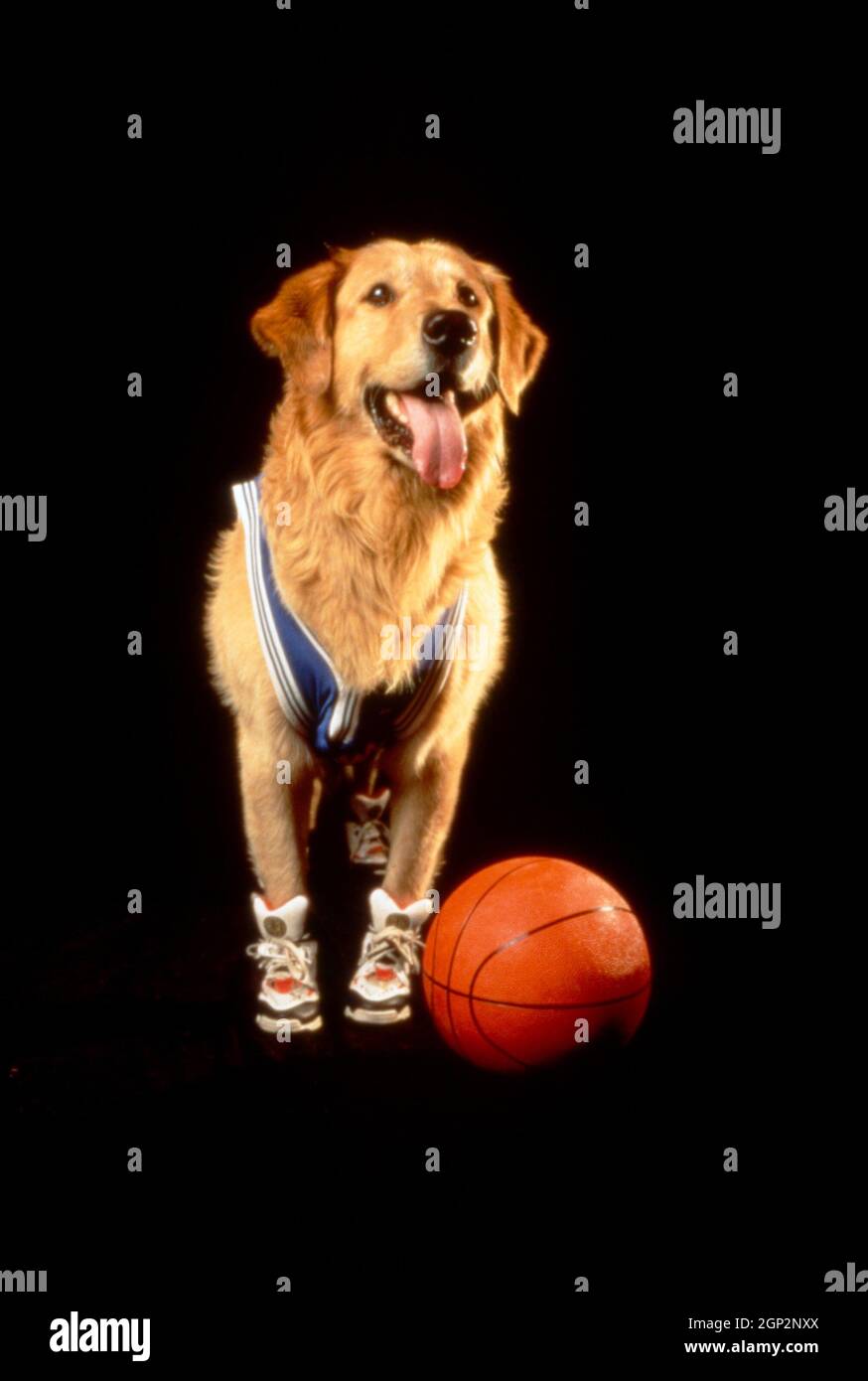 AIR BUD, Buddy the dog, 1997. © Buena Vista Pictures / Courtesy Everett ...
