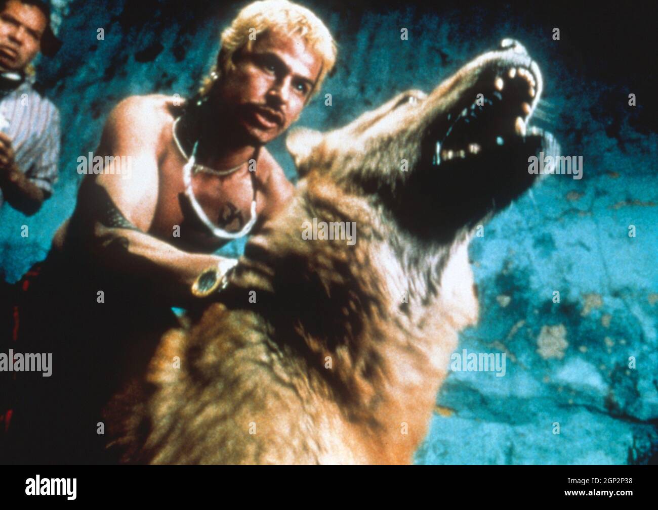 Amores Perros Dogs