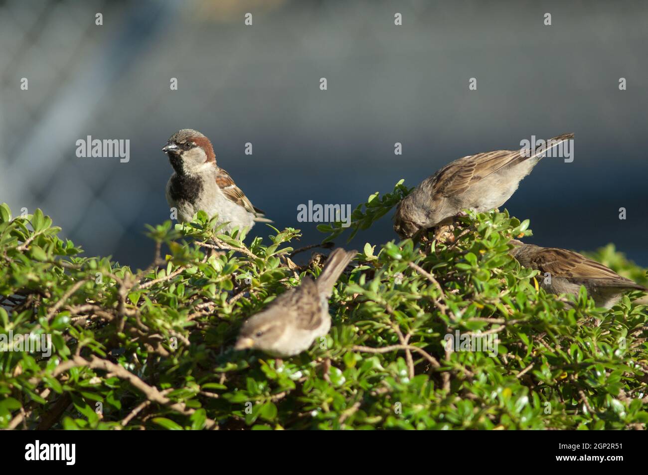 New zealand house sparrows hi-res stock photography and images - Alamy