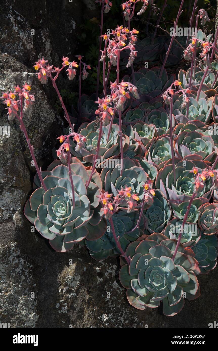 Tree aeonium Aeonium arboreum. Introduced plant. Auckland. North Island ...