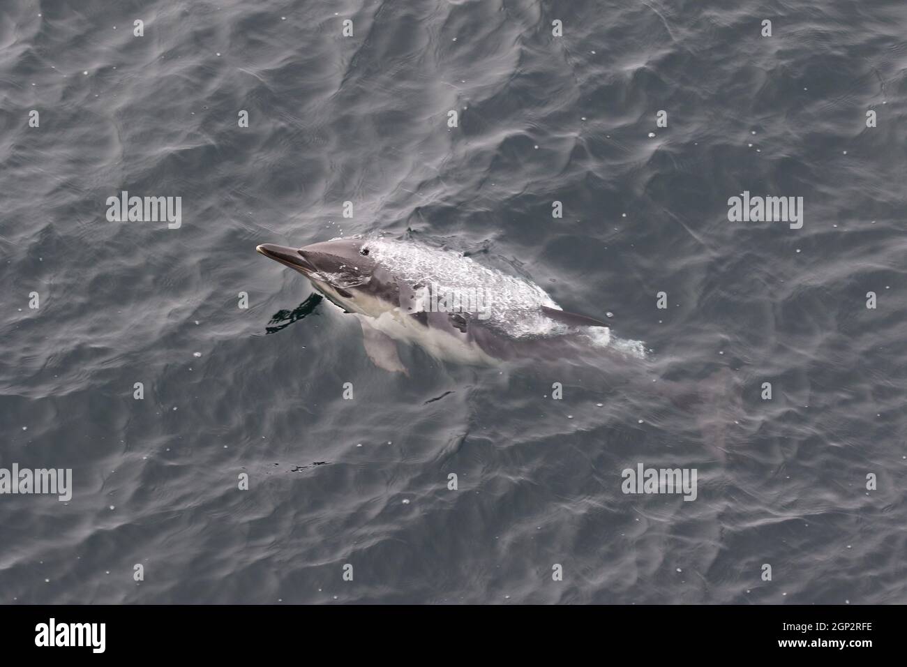 Sequence 6 - Common Dolphin leaping in UK waters Stock Photo - Alamy