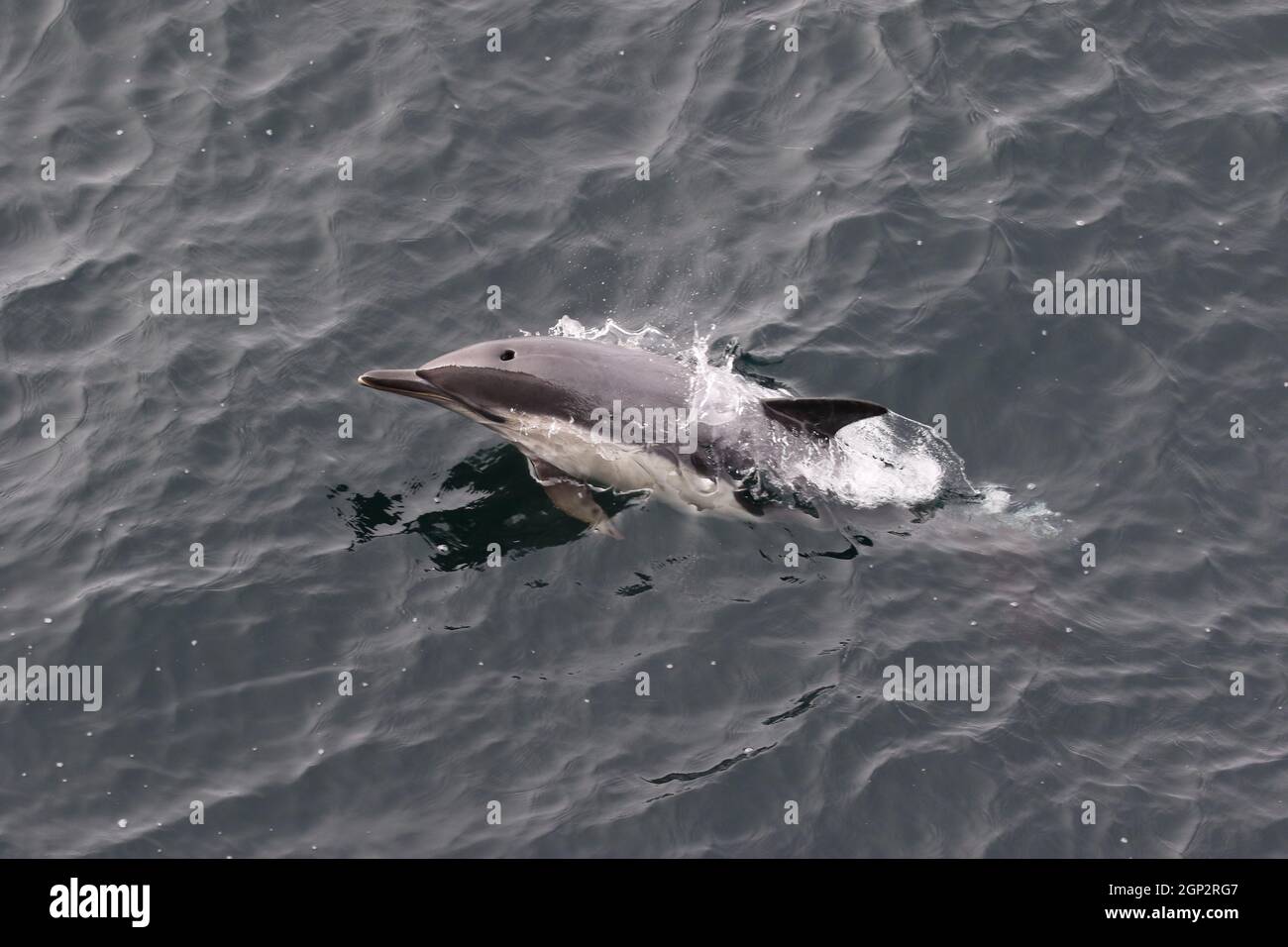 Sequence 6 - Common Dolphin leaping in UK waters Stock Photo - Alamy
