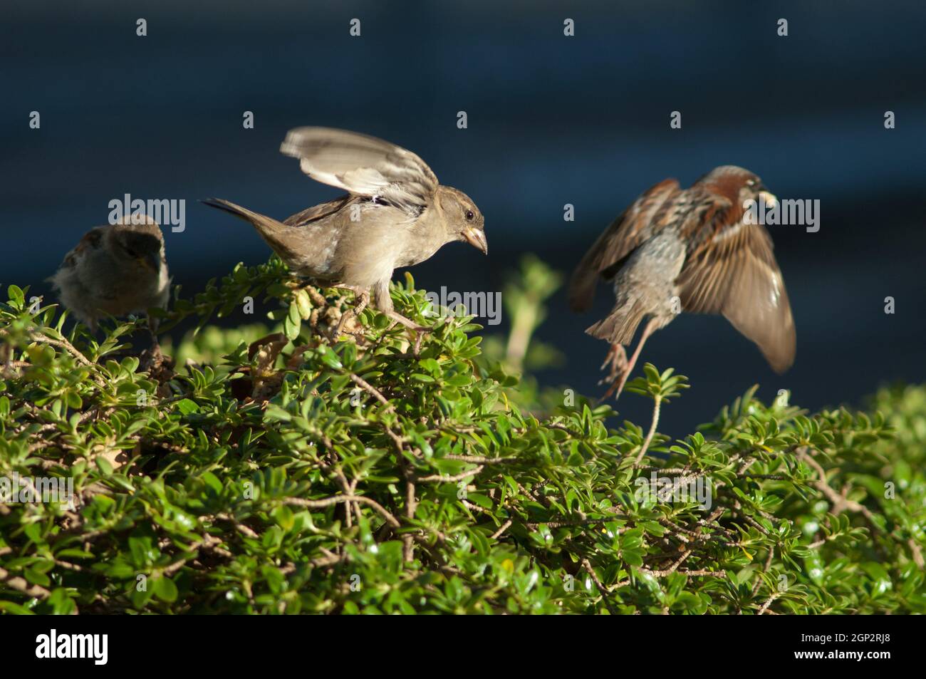 House sparrows Passer domesticus. Female in the foreground. Auckland ...