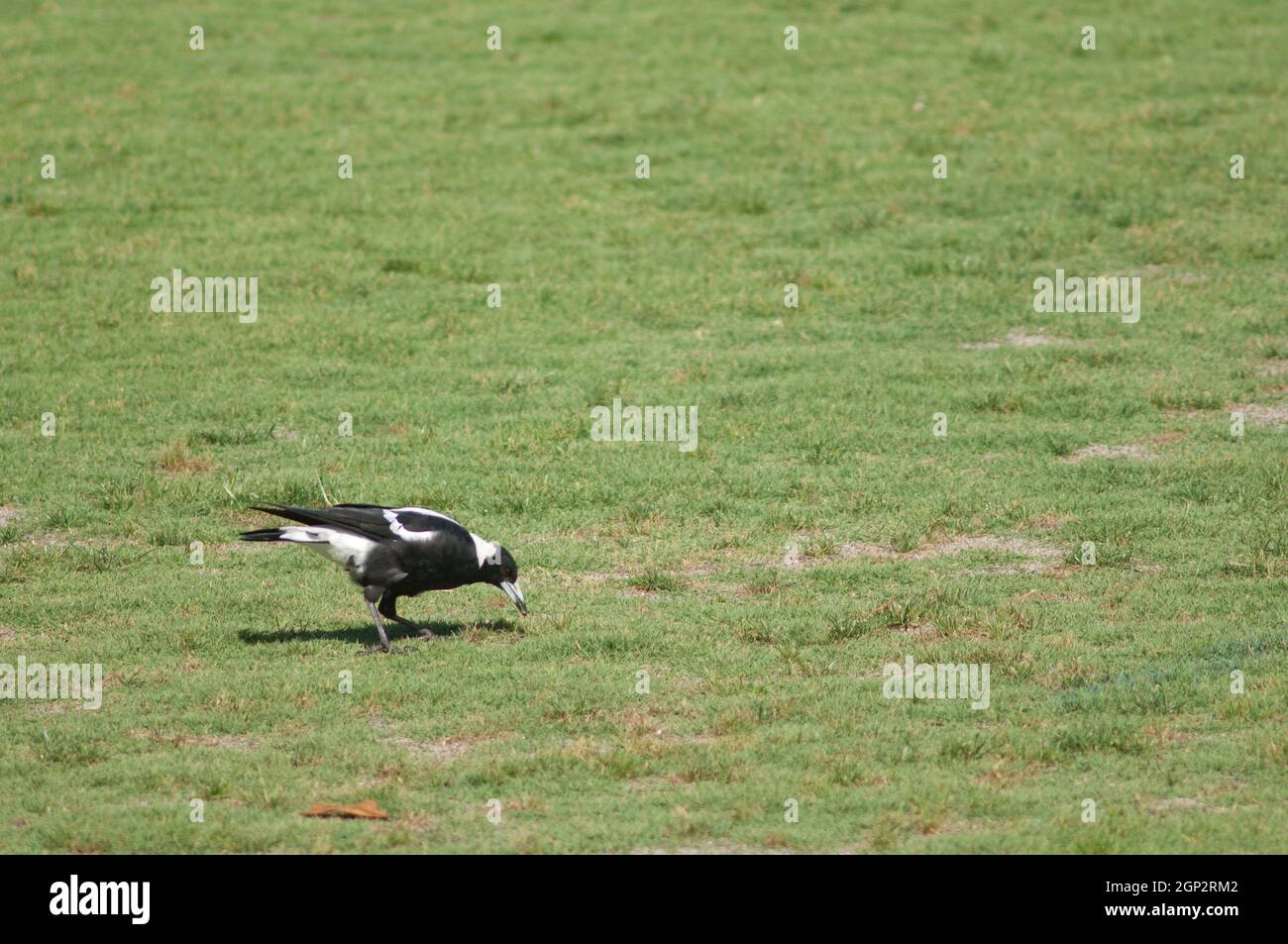 Australian magpies feeding hi-res stock photography and images - Alamy