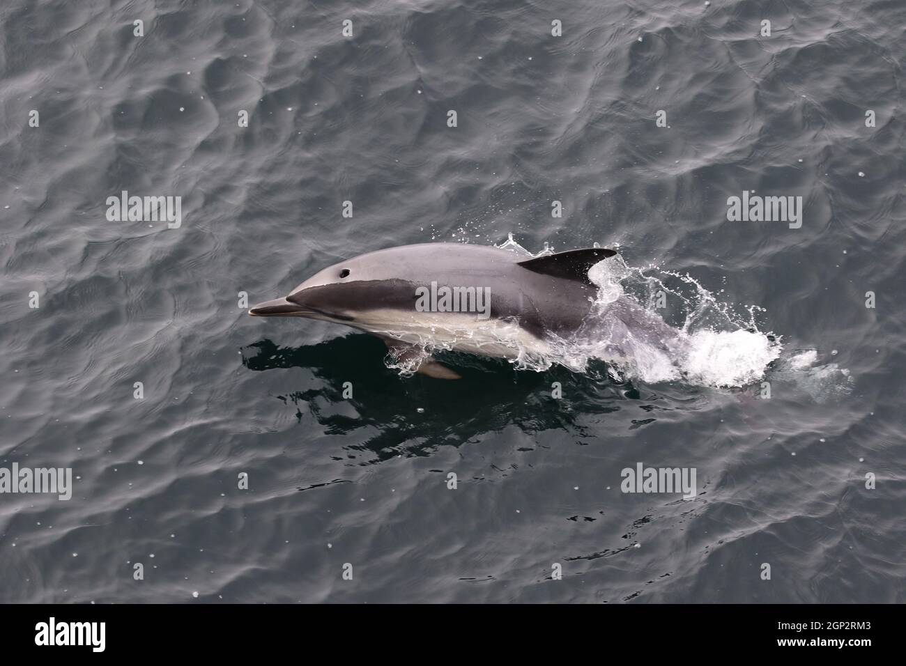 Sequence 6 - Common Dolphin leaping in UK waters Stock Photo - Alamy