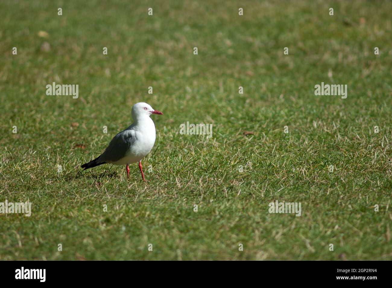 Red billed gull tarapunga hi-res stock photography and images - Alamy