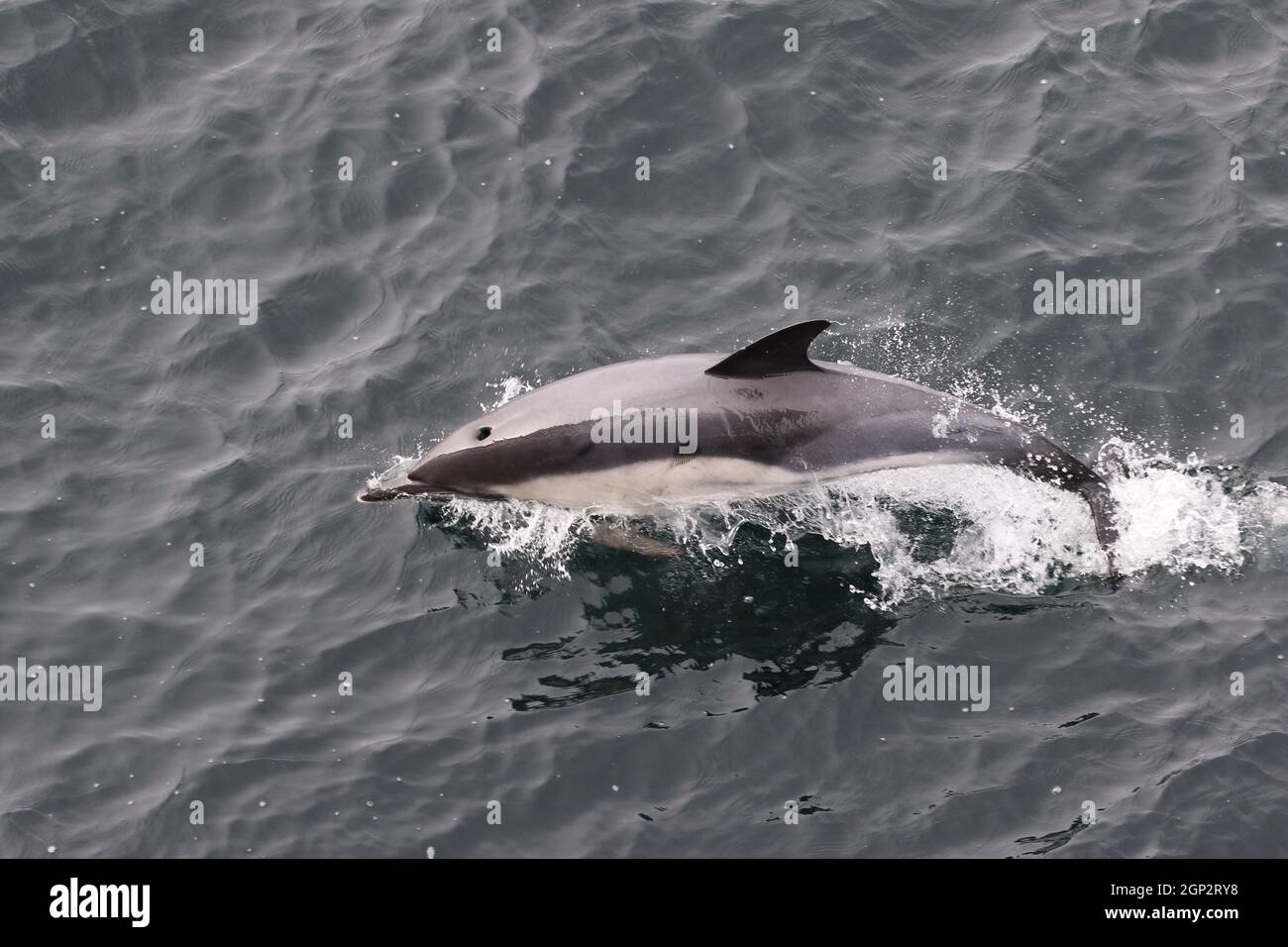 Sequence 6 - Common Dolphin leaping in UK waters Stock Photo - Alamy