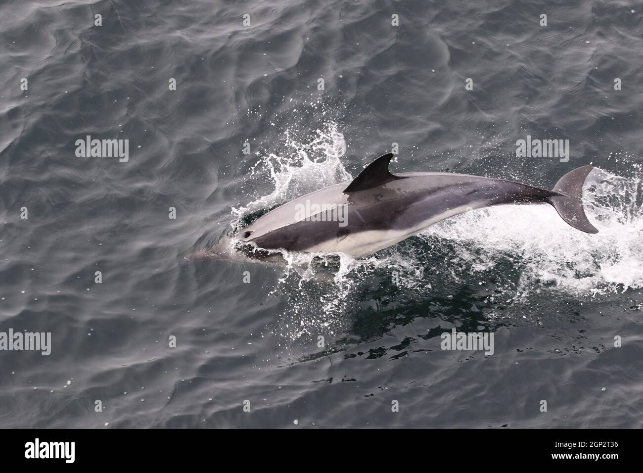 Sequence 6 - Common Dolphin leaping in UK waters Stock Photo - Alamy