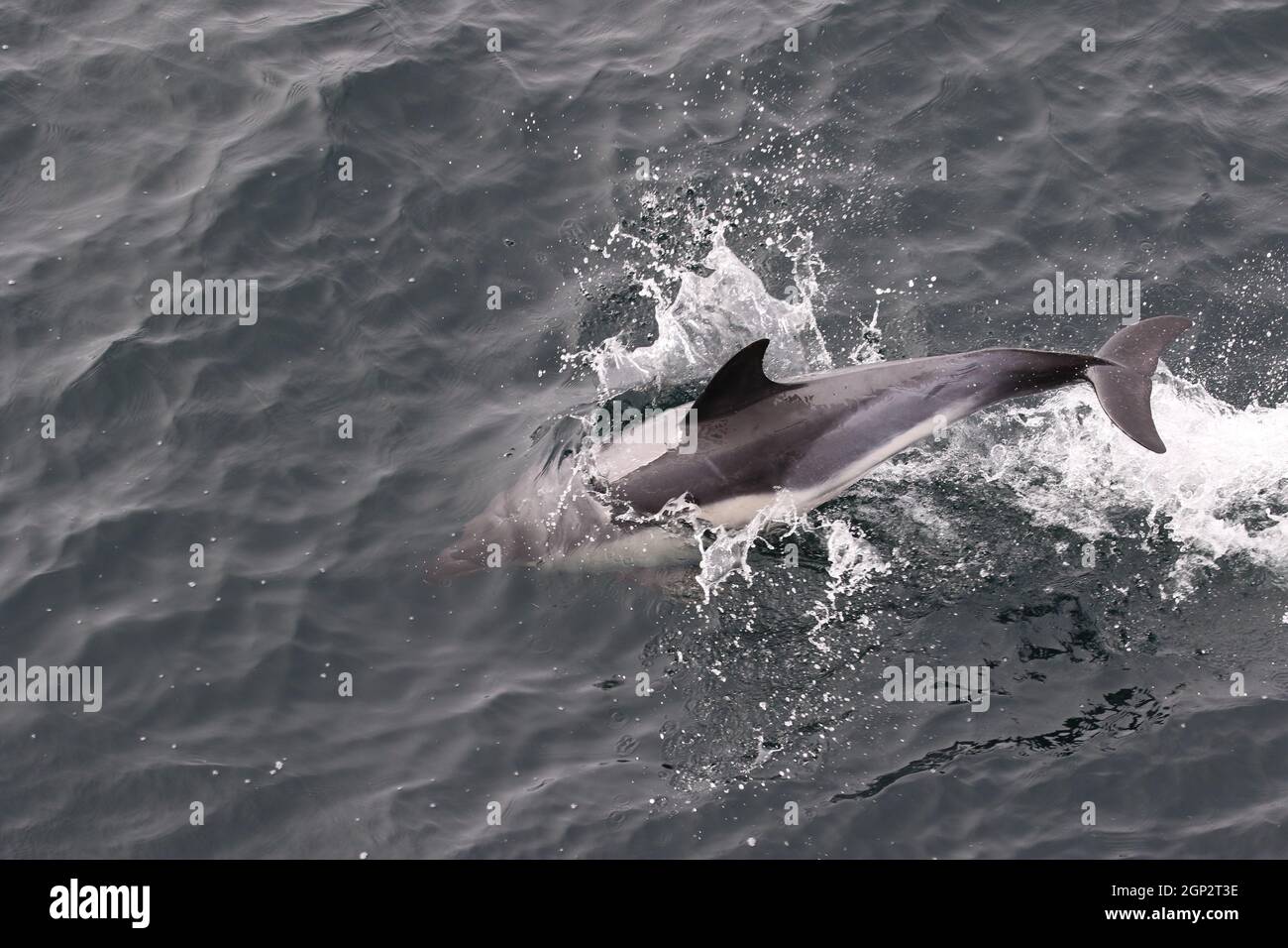 Sequence 6 - Common Dolphin leaping in UK waters Stock Photo - Alamy