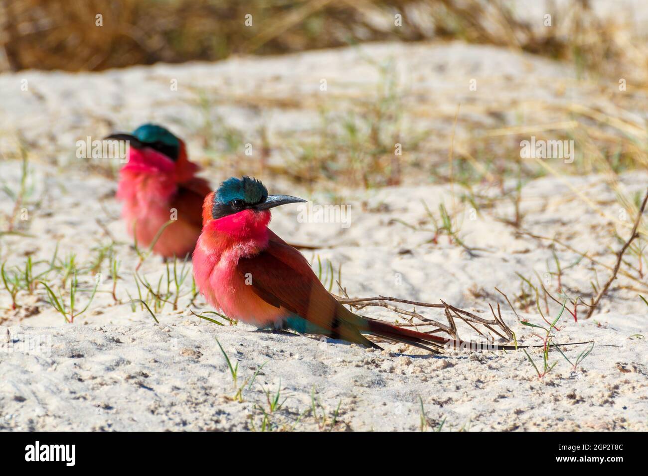 Bird Northern Carmine Bee-eater in large nesting colony of (Merops ...