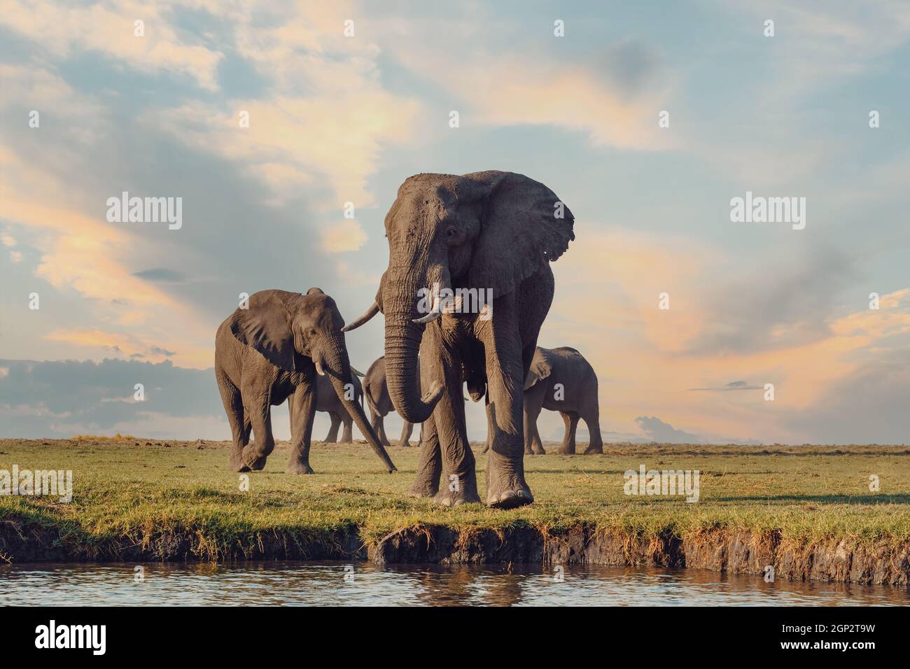 Elephant in chobe national hi-res stock photography and images - Alamy