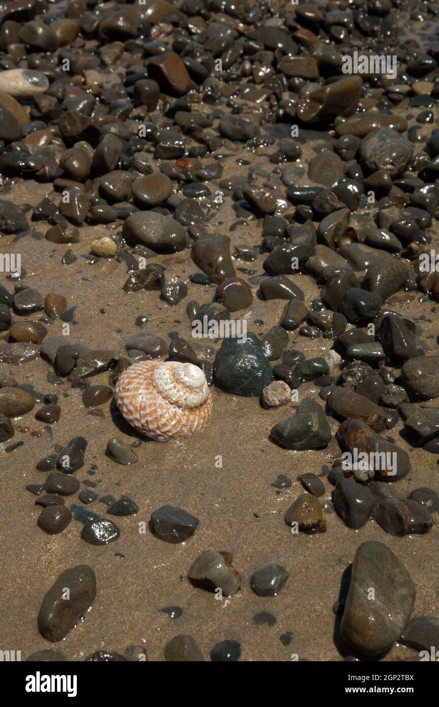 Snail new zealand hi-res stock photography and images - Alamy