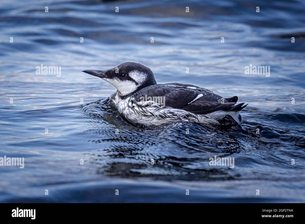 Guillemot egg hi-res stock photography and images - Alamy