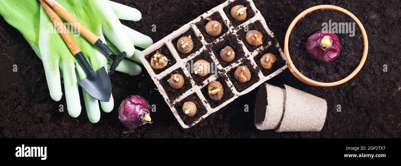 Planting spring flowers. Gardening tools with hyacinth and crocus bulbs ...