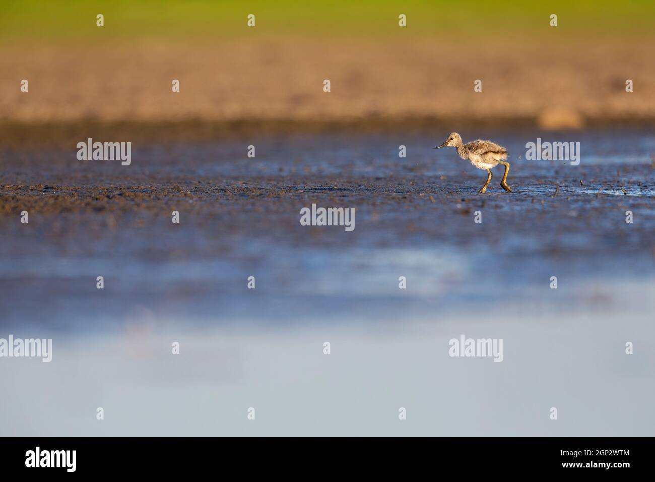 Juvenile pied avocet (Recurvirostra avosetta) photograped at ground ...
