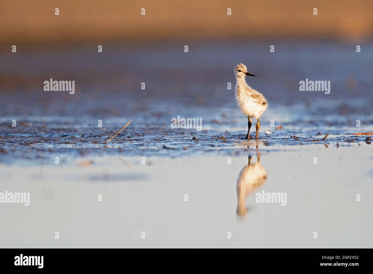 Juvenile pied avocet (Recurvirostra avosetta) photograped at ground ...