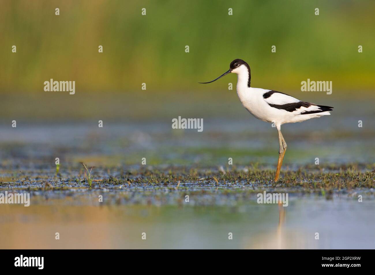 A pied avocet (Recurvirostra avosetta) photograped at ground level in ...
