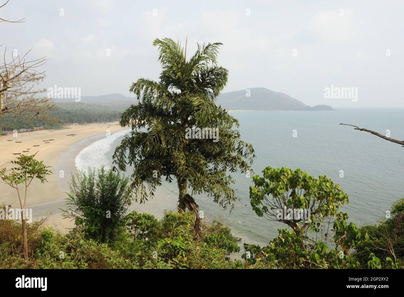 Palm tree population hi-res stock photography and images - Alamy