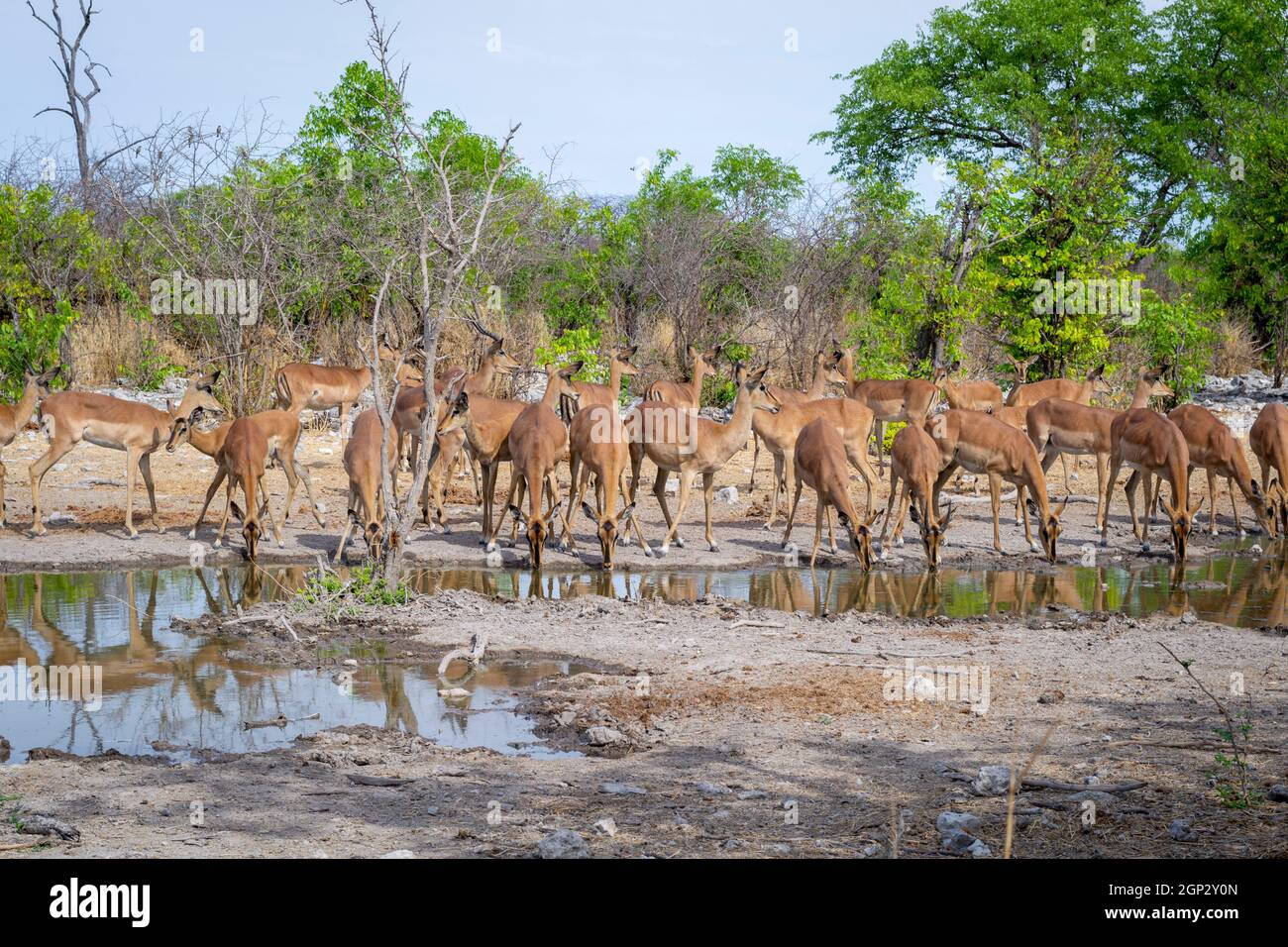 Large herd of antelope springbok game on a water pool, drinking and ...
