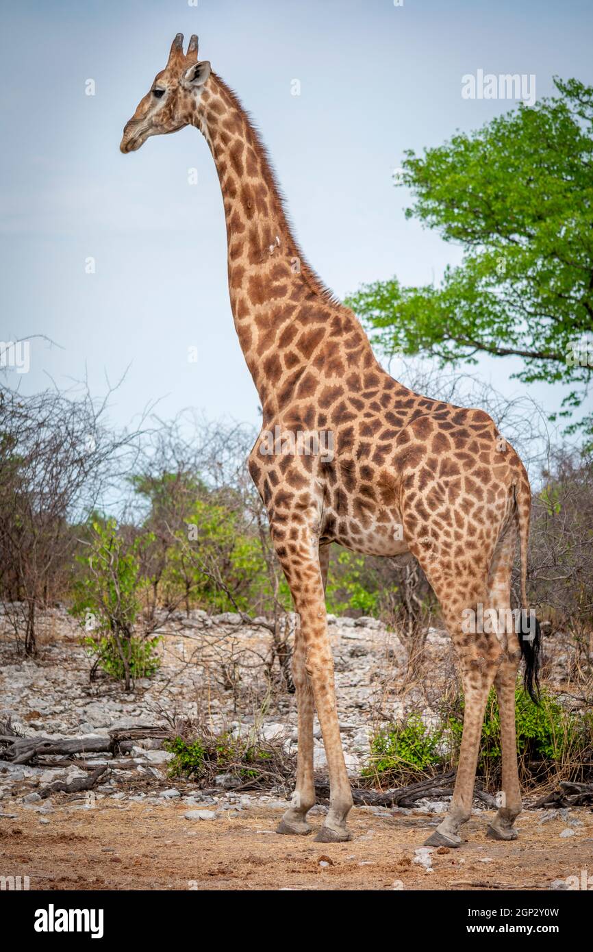Giraffe standing gracefully and with elegance in the wilderness of the ...