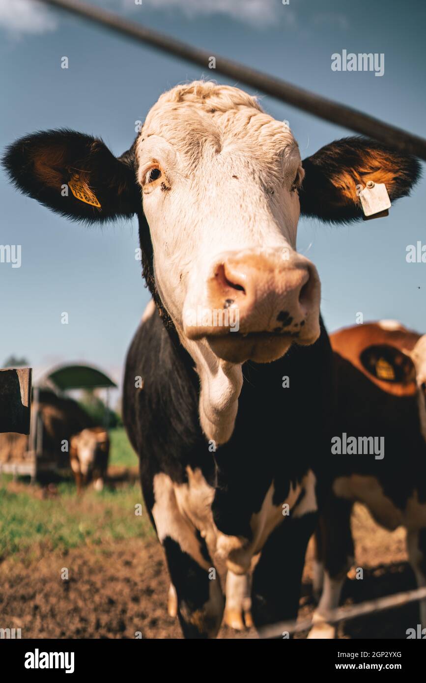 Cow watching directly into the camera Stock Photo - Alamy