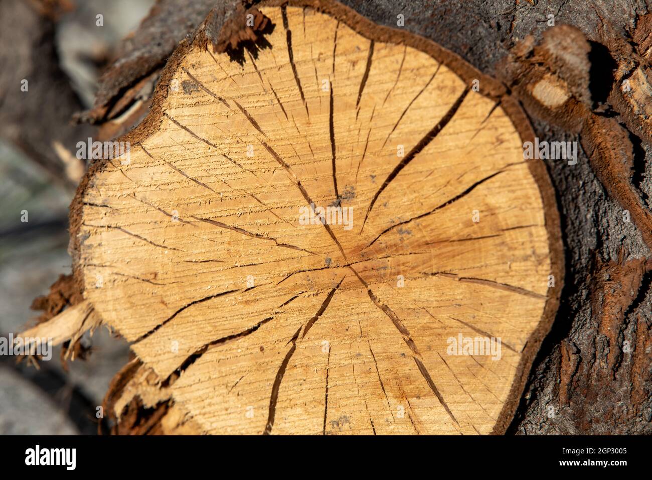 Cracked tree trunk cross section as exposed timber shrinks. Deep cracks ...