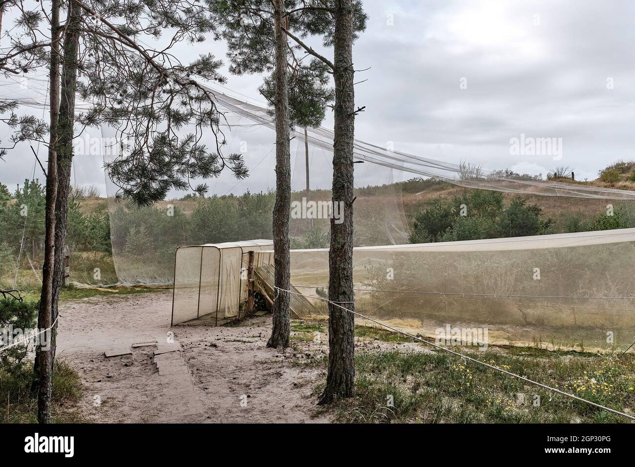 Mesh funnel as trap for birds. Biological station for ringing of birds ...