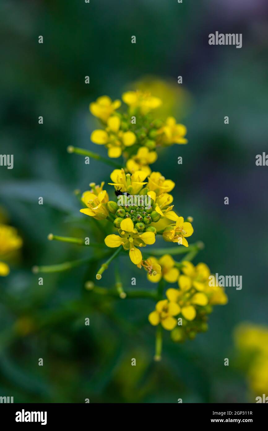 Rorippa amphibia flower in field Stock Photo - Alamy