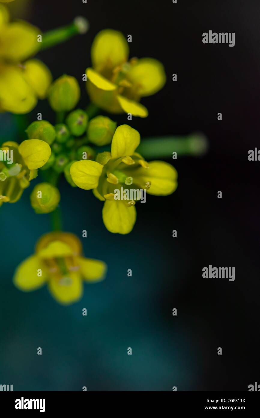 Rorippa amphibia flower in field, close up shoot Stock Photo - Alamy