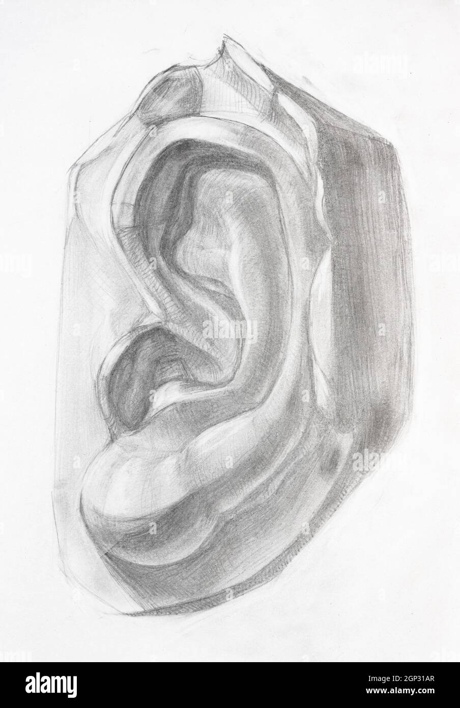 academic drawing - male ear shape, plaster cast fragment of David's ...
