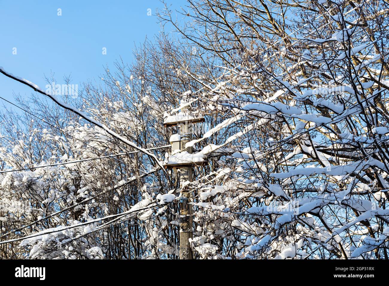 snow-covered branches of trees and concrete pole of power line in ...