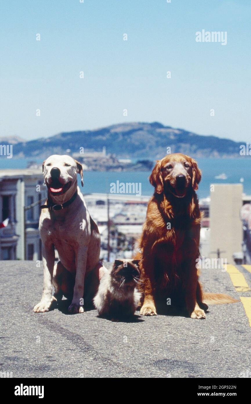 Homeward Bound 2 Lost In San Francisco Delilah