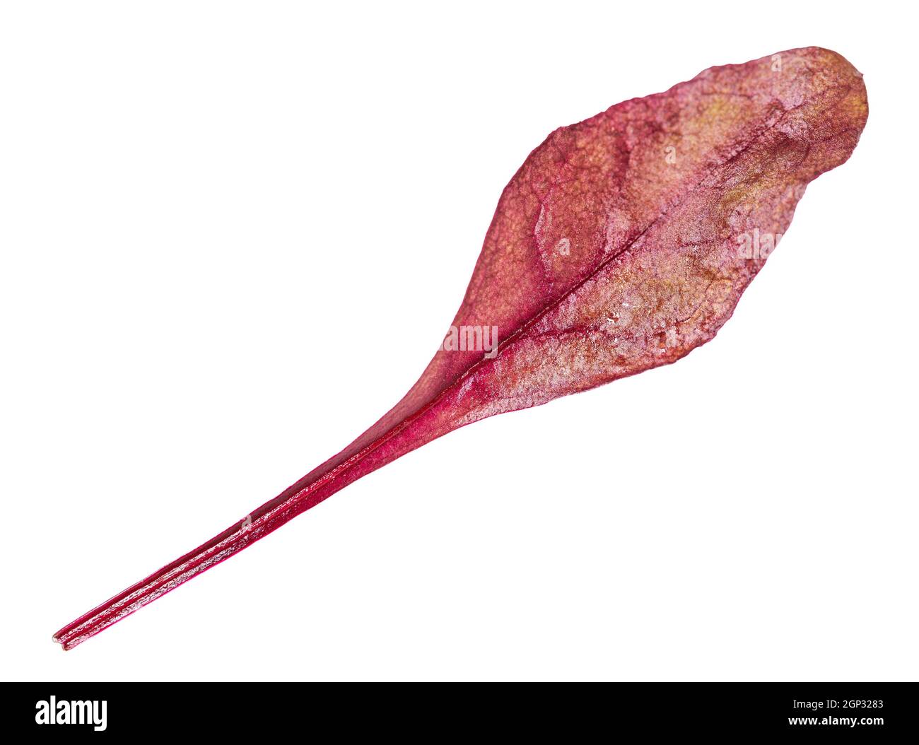single fresh leaf of red Chard leafy vegetable (mangold, beet tops ...