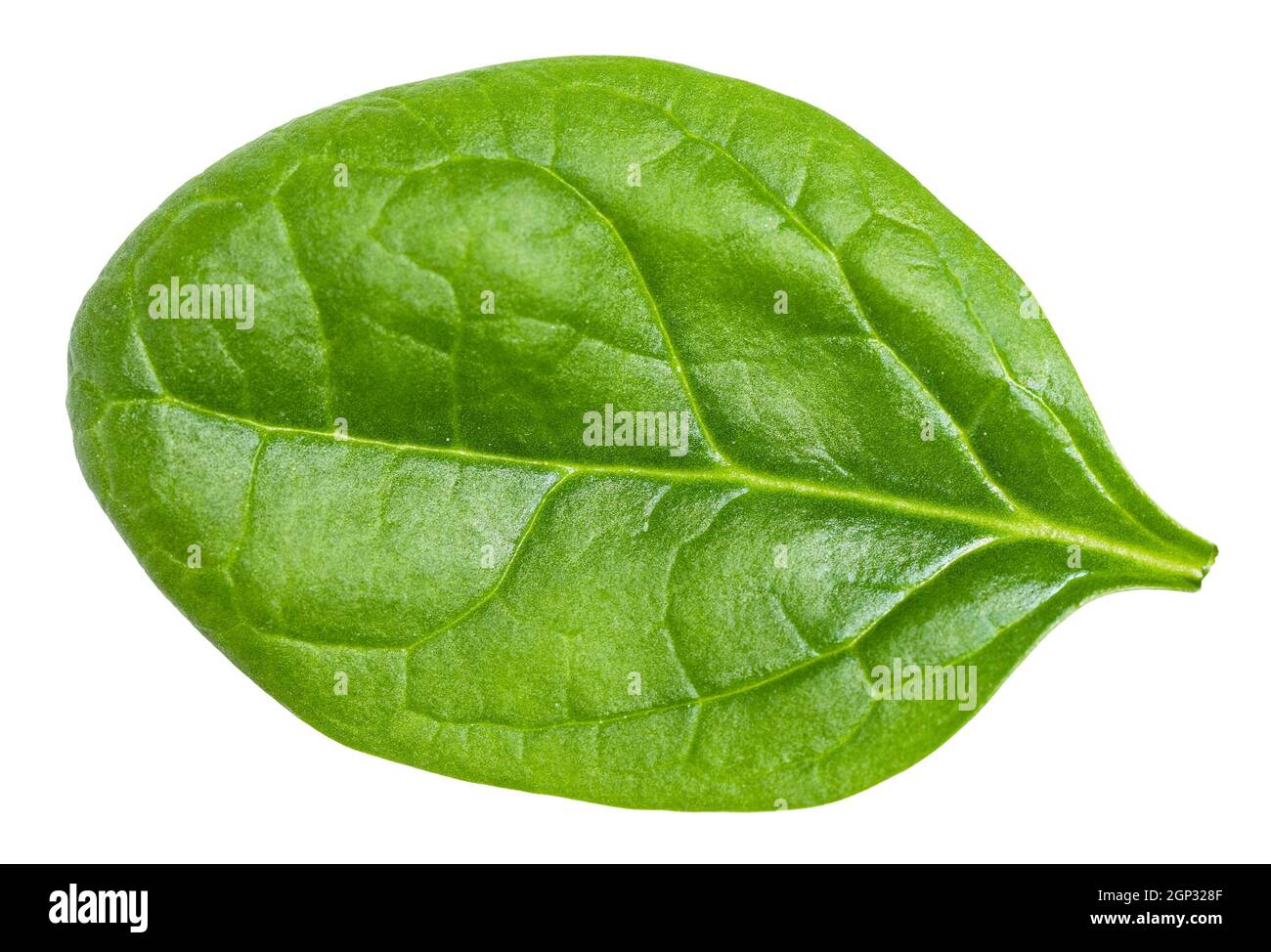 single fresh green leaf of Spinach leafy vegetable isolated on white ...
