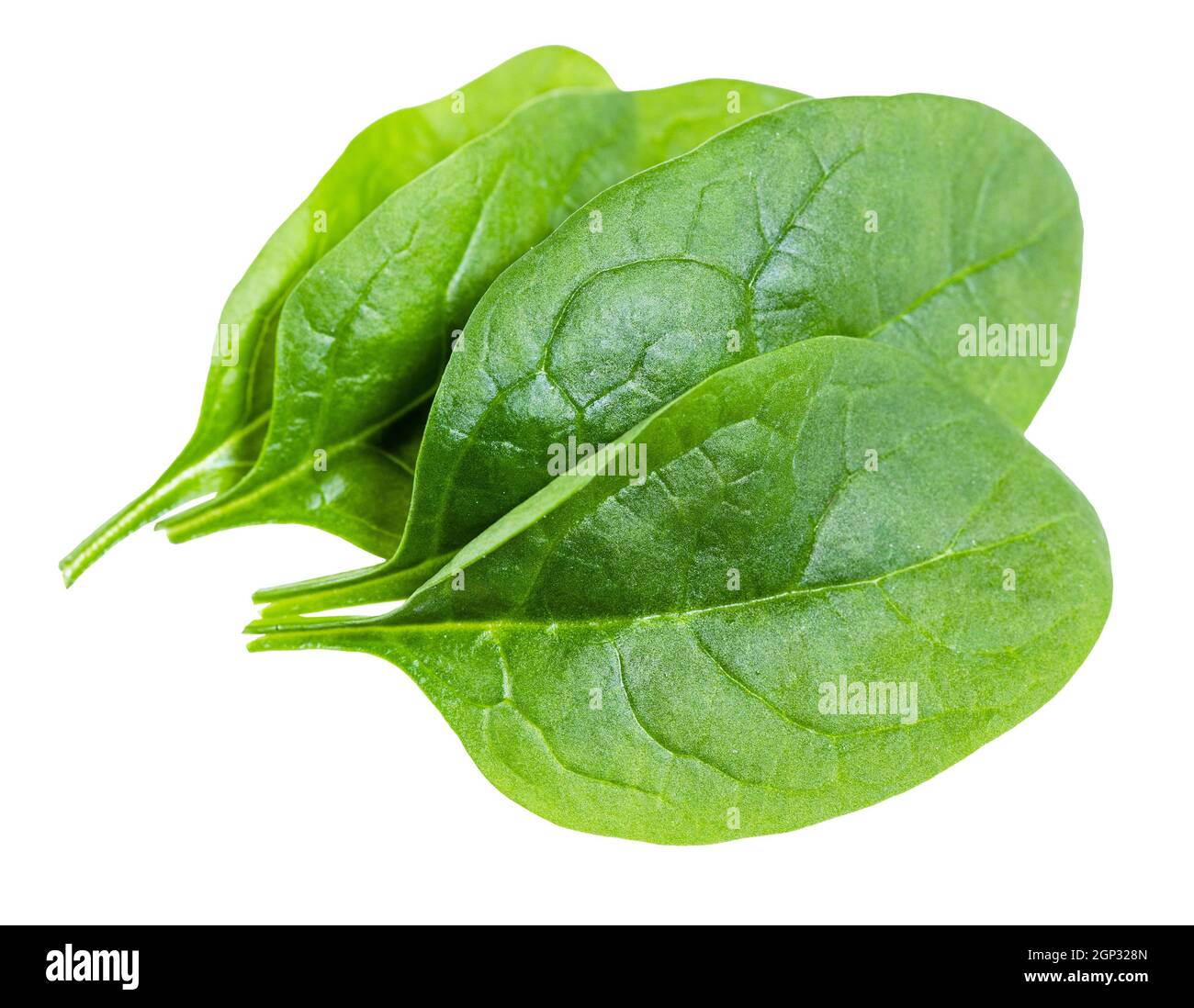 few fresh green leaves of Spinach leafy vegetable isolated on white ...