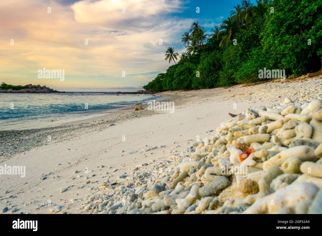 Sea Turtle Beach Wallpaper