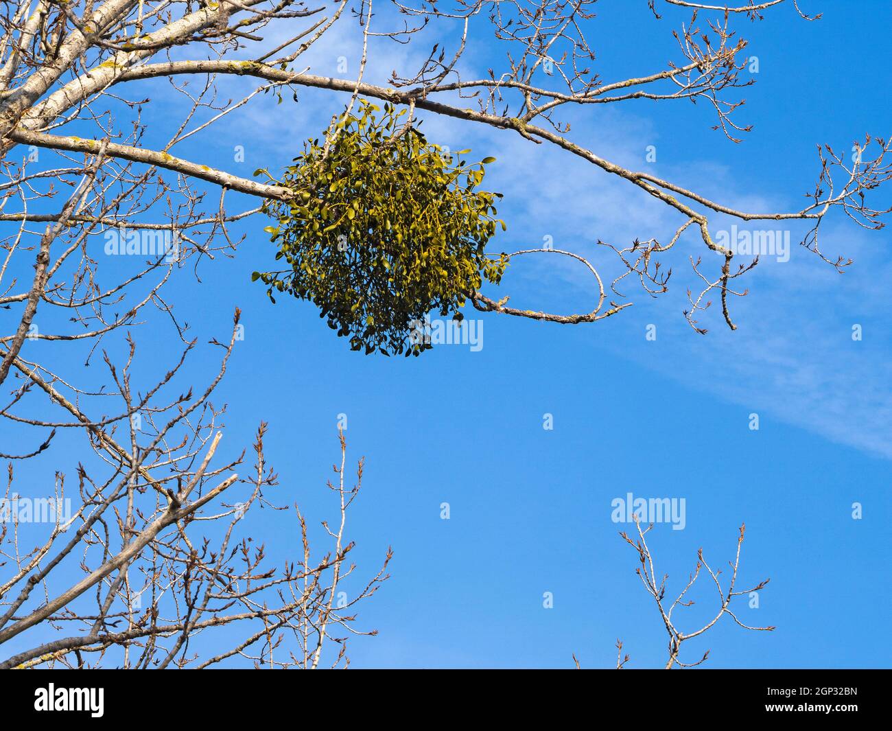Mistles hi-res stock photography and images - Alamy