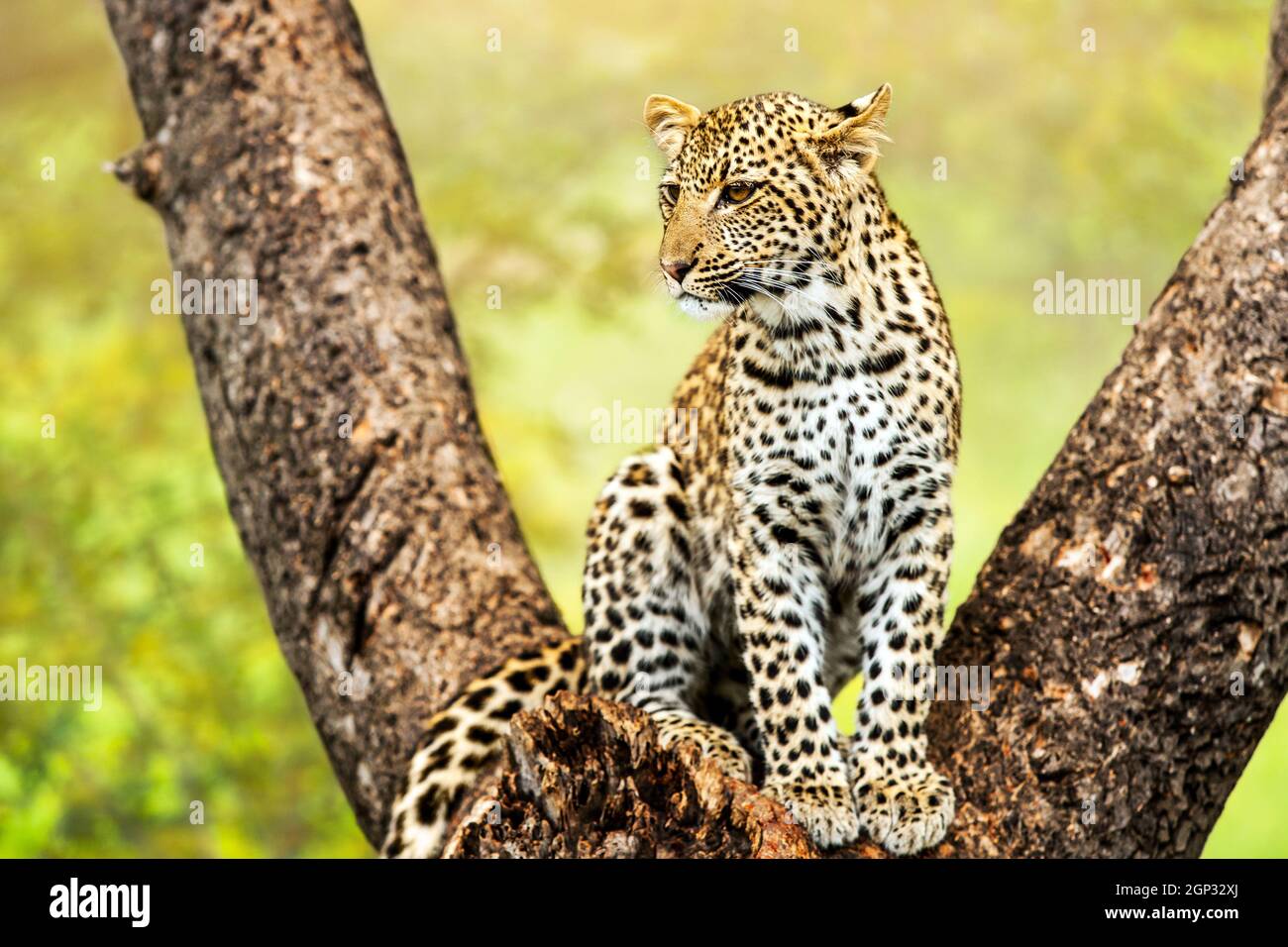 Leopard sitting in tree hi-res stock photography and images - Alamy