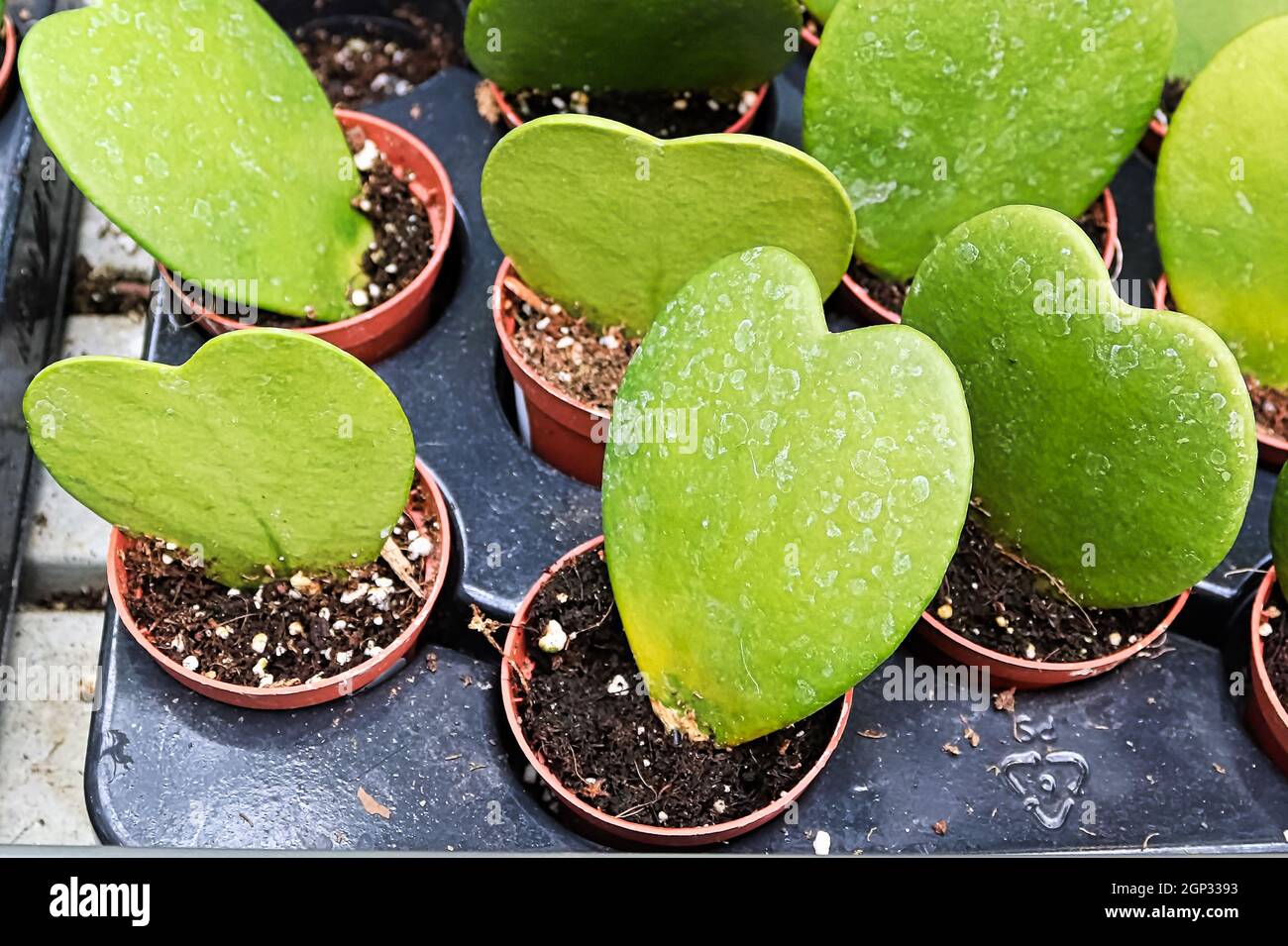 Hoya kerrii sweetheart hi-res stock photography and images - Alamy