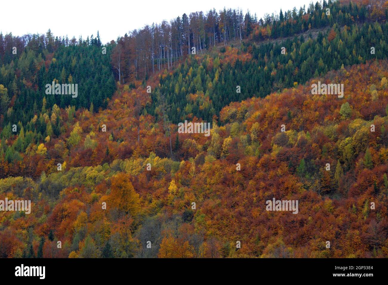 Temperate broadleaf hi-res stock photography and images - Alamy