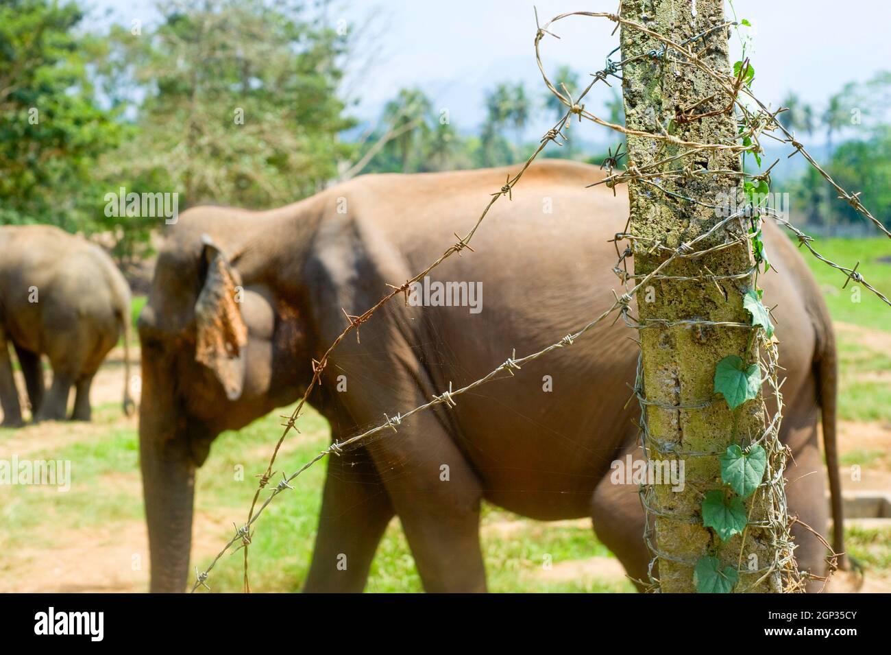 Pinnawala zoo hi-res stock photography and images - Alamy