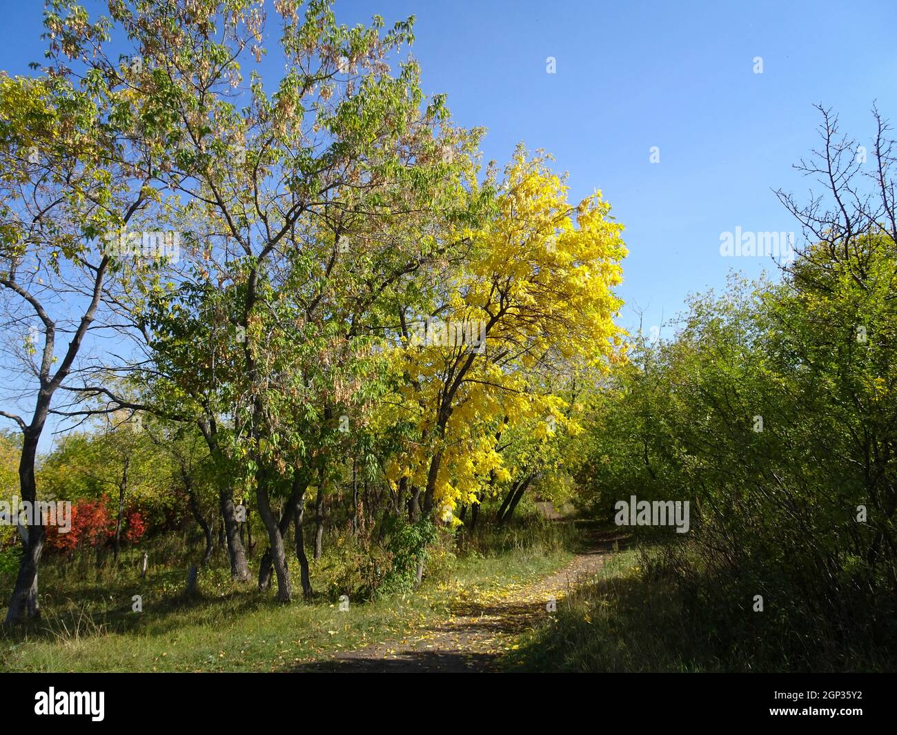Indian summer, autumn colorful broadleaf grove, bright yellow maple ...